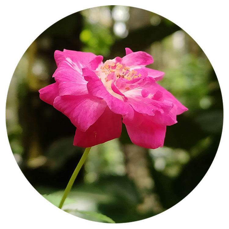 Roses – NorCalPlants