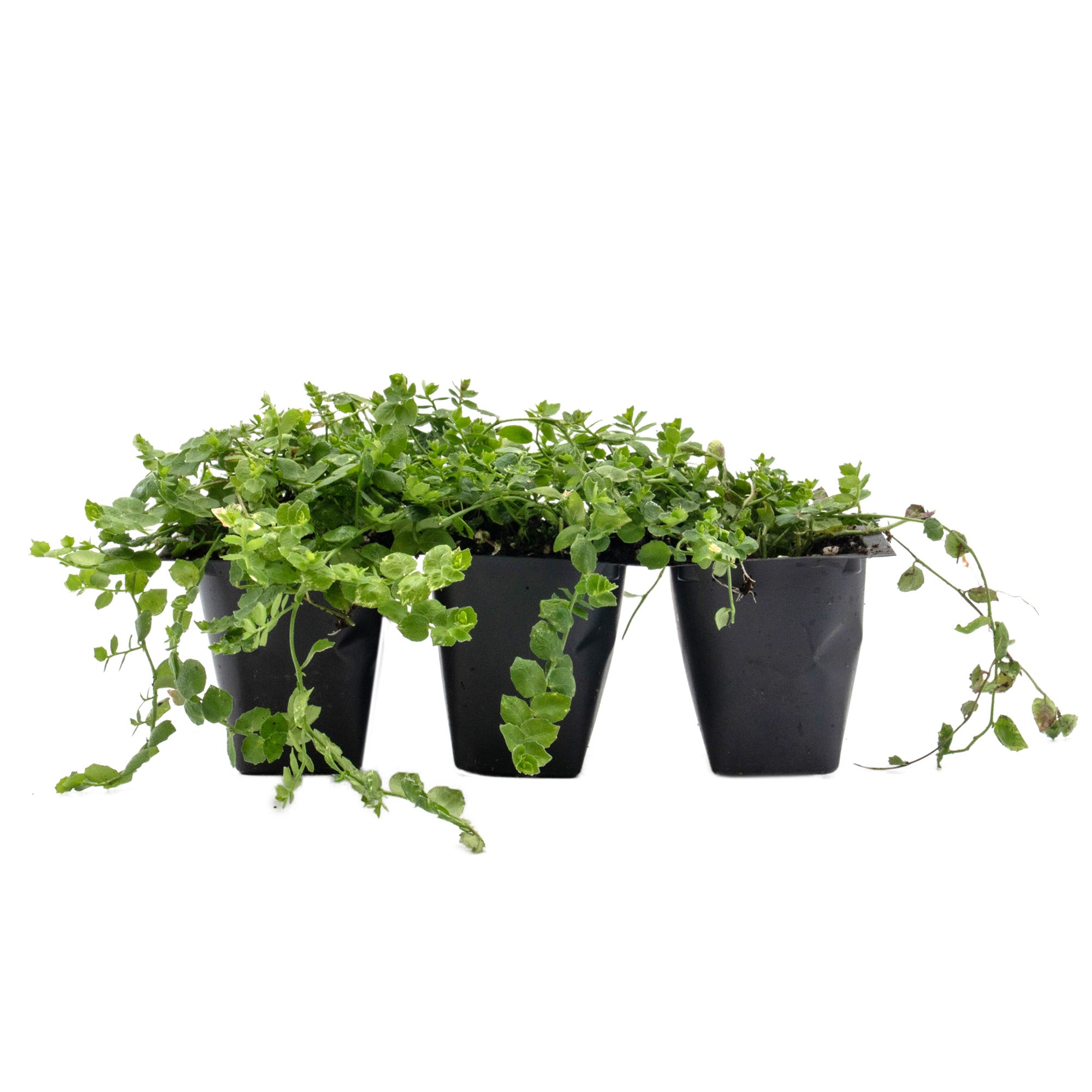 Blue Star Creeper (Isotoma fluviatilis) in 2.5” Nursery Cubes ...