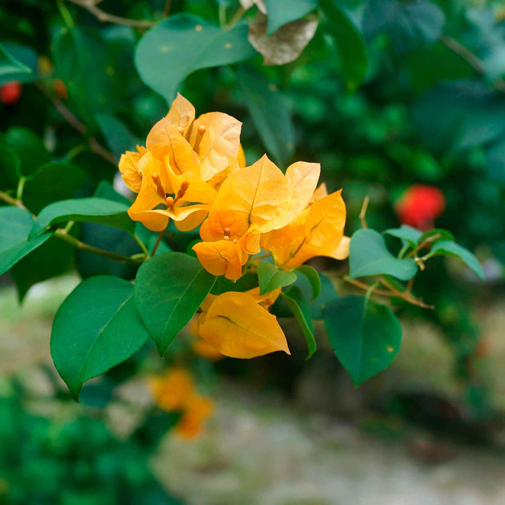 California Gold Bougainvillea in 3.5” Nursery Cubes – NorCalPlants