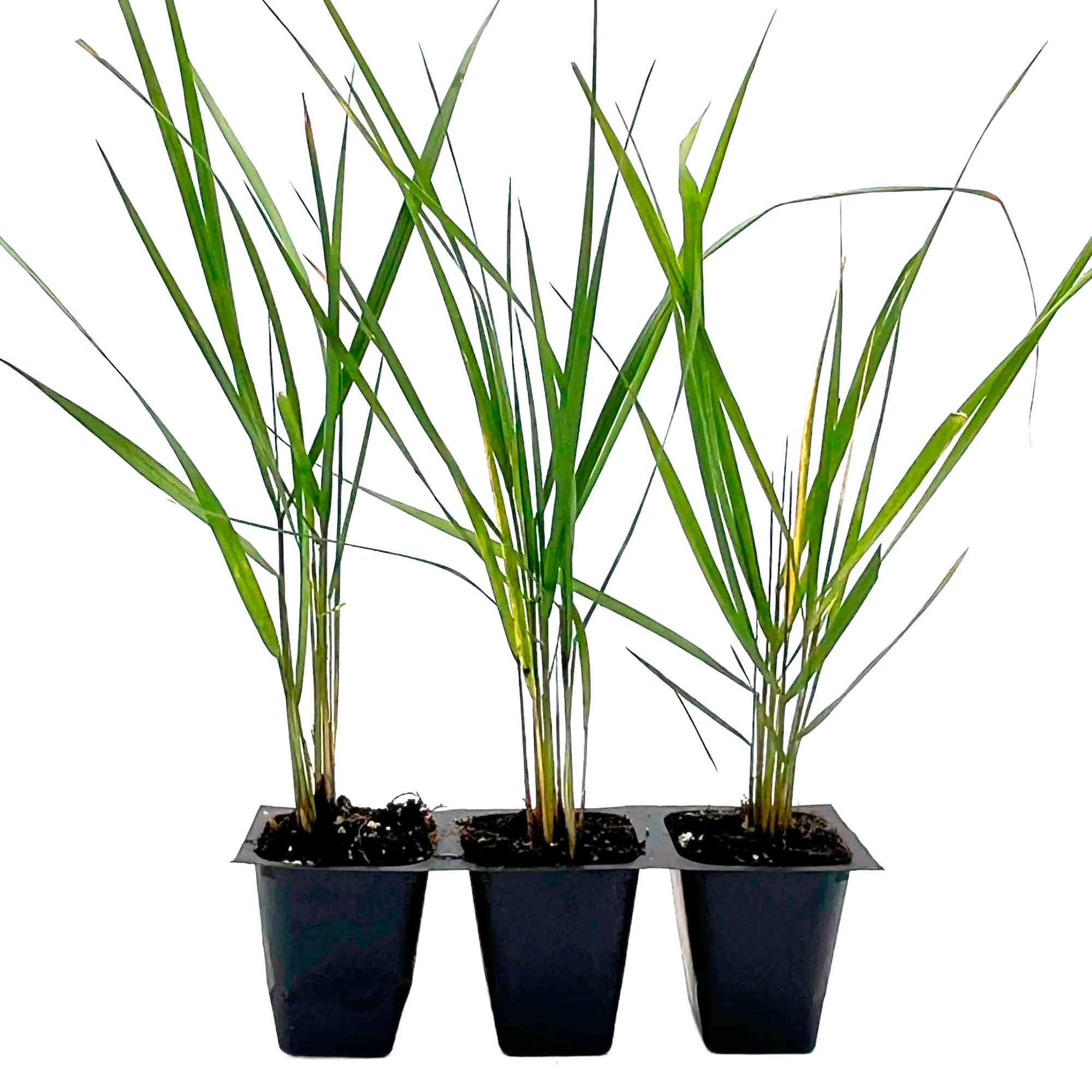 Feather Reed Grass in 2.5” Nursery Cubes (Calamagrostis ‘Karl Foerster ...