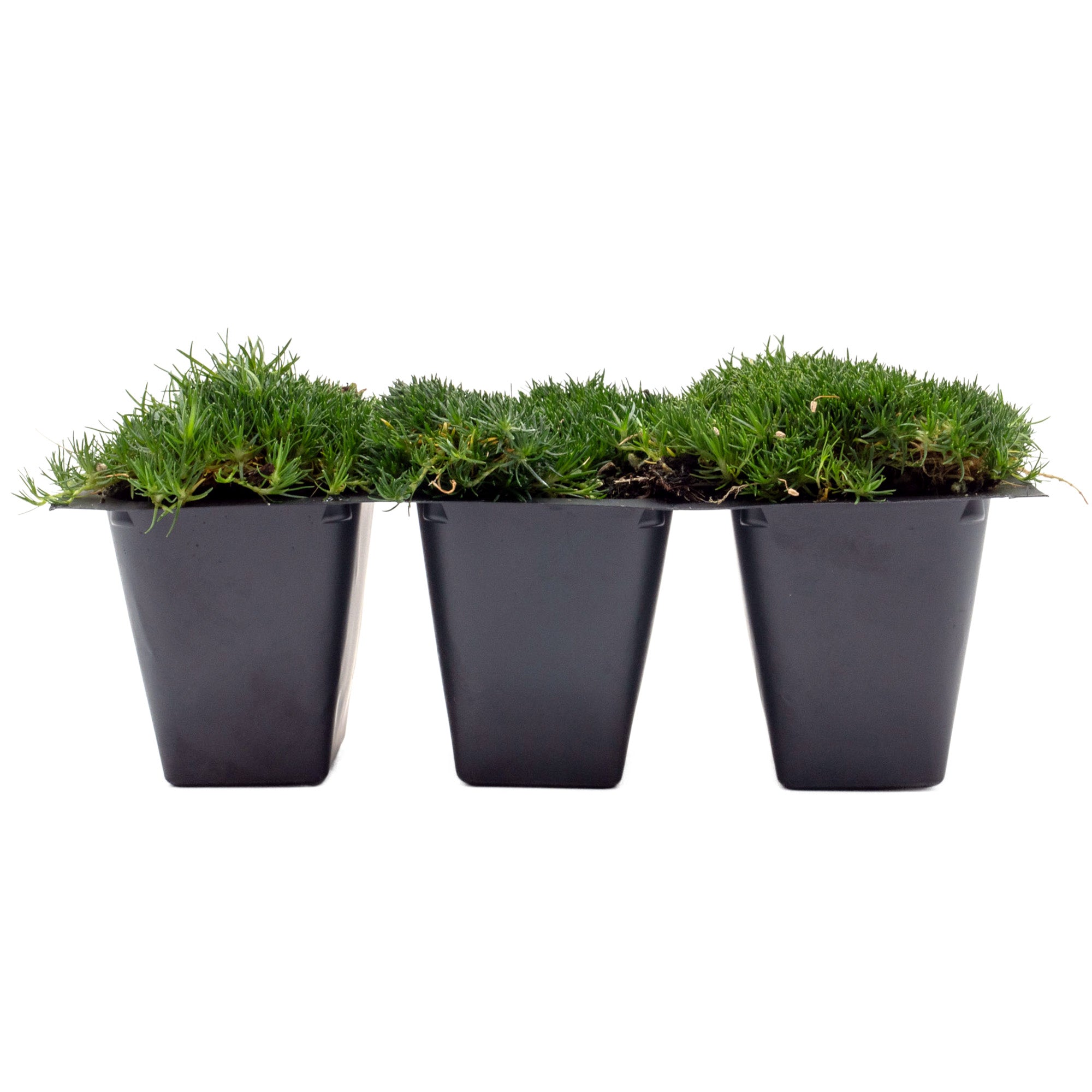 Irish Moss (Sagina subulata) in 2.5” Nursery Cubes – NorCalPlants