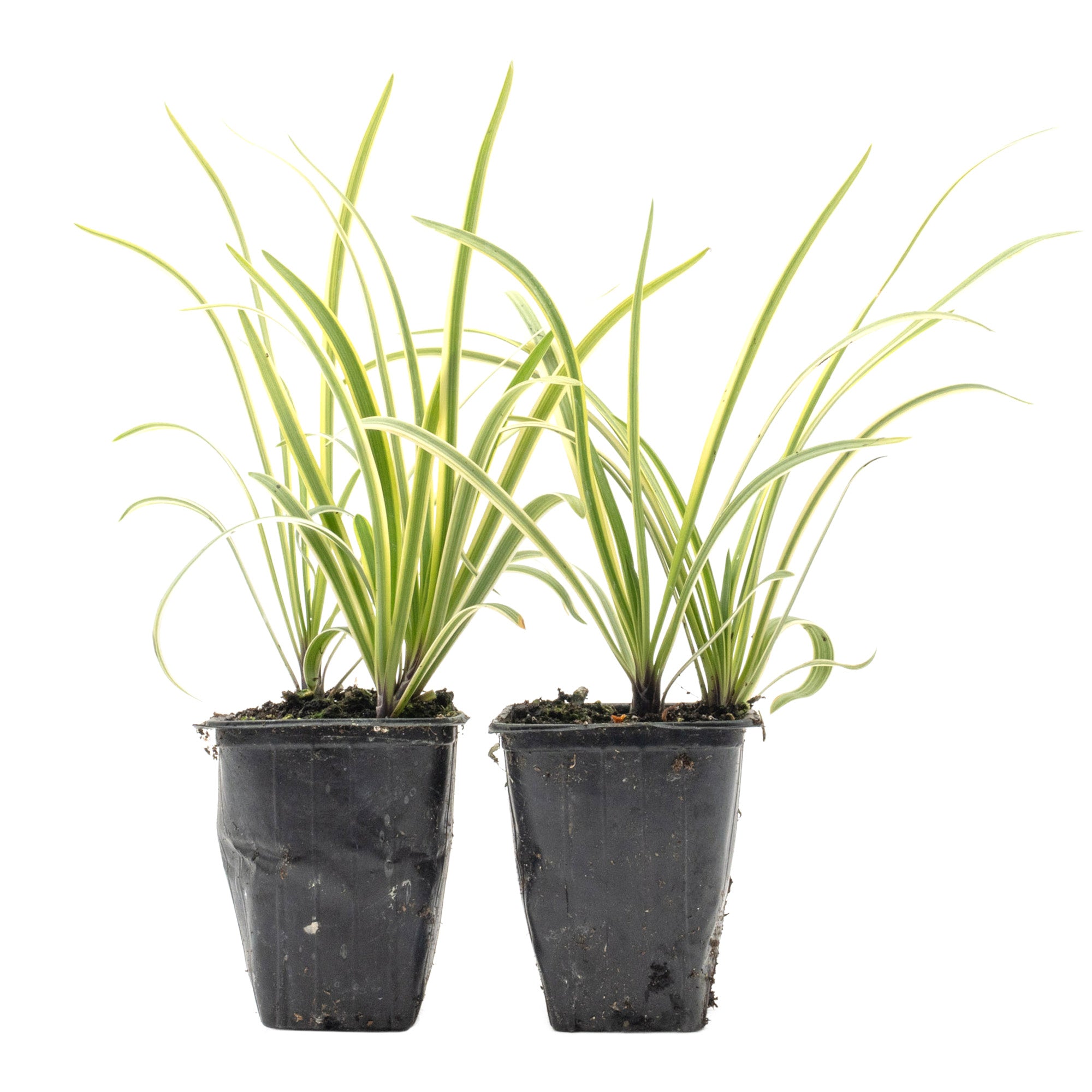 Pacific Grove Agapanthus in 3.5” Nursery Cubes (Agapanthus ‘Pacific Gr ...