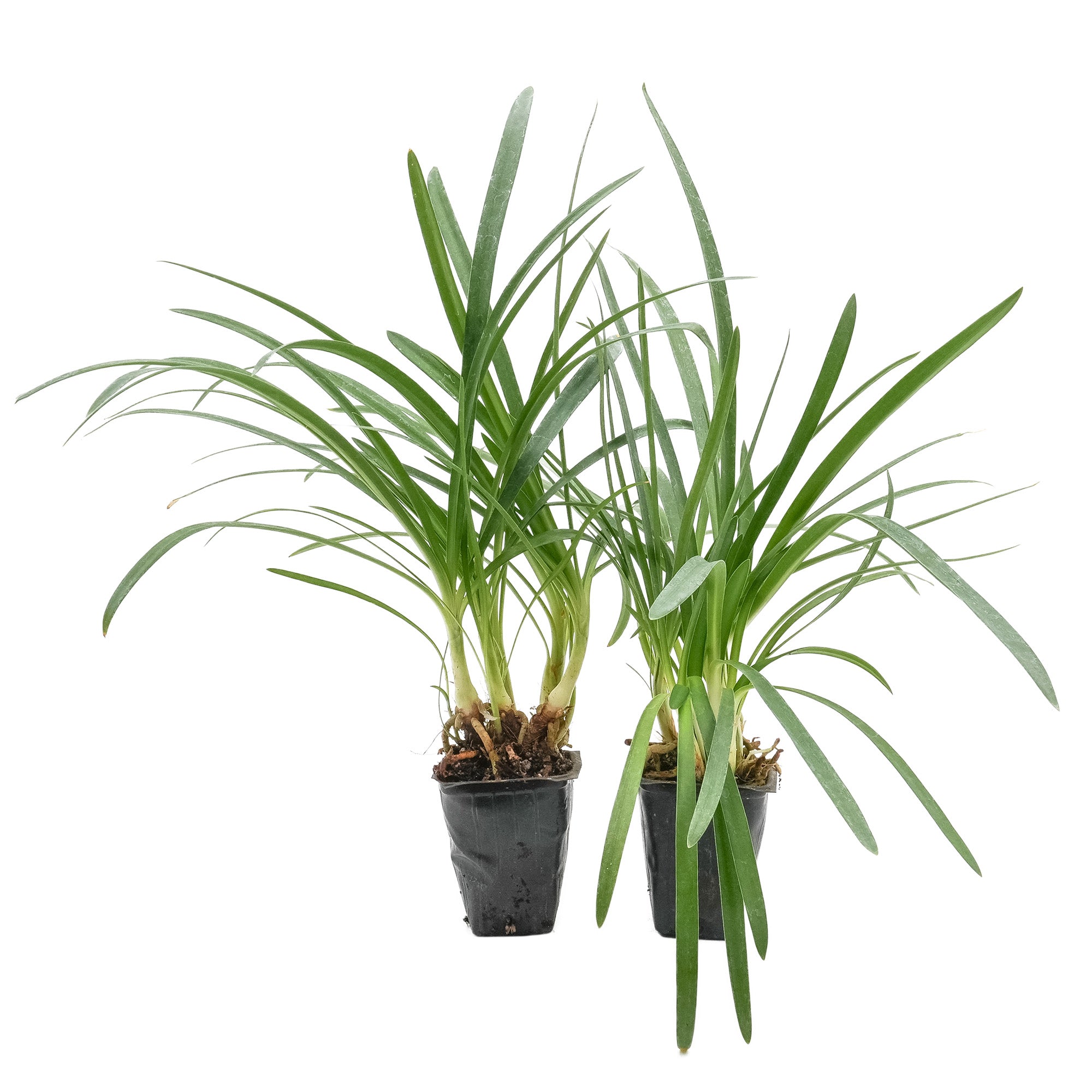 Peter Pan Agapanthus in 3.5” Nursery Cubes (Agapanthus ‘Peter Pan ...