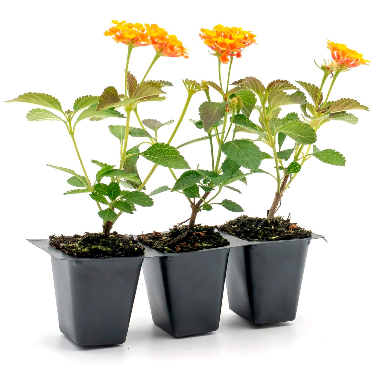 Radiation Lantana | Live Plant in 2.5 Inch Nursery Cube | Lantana Cama ...