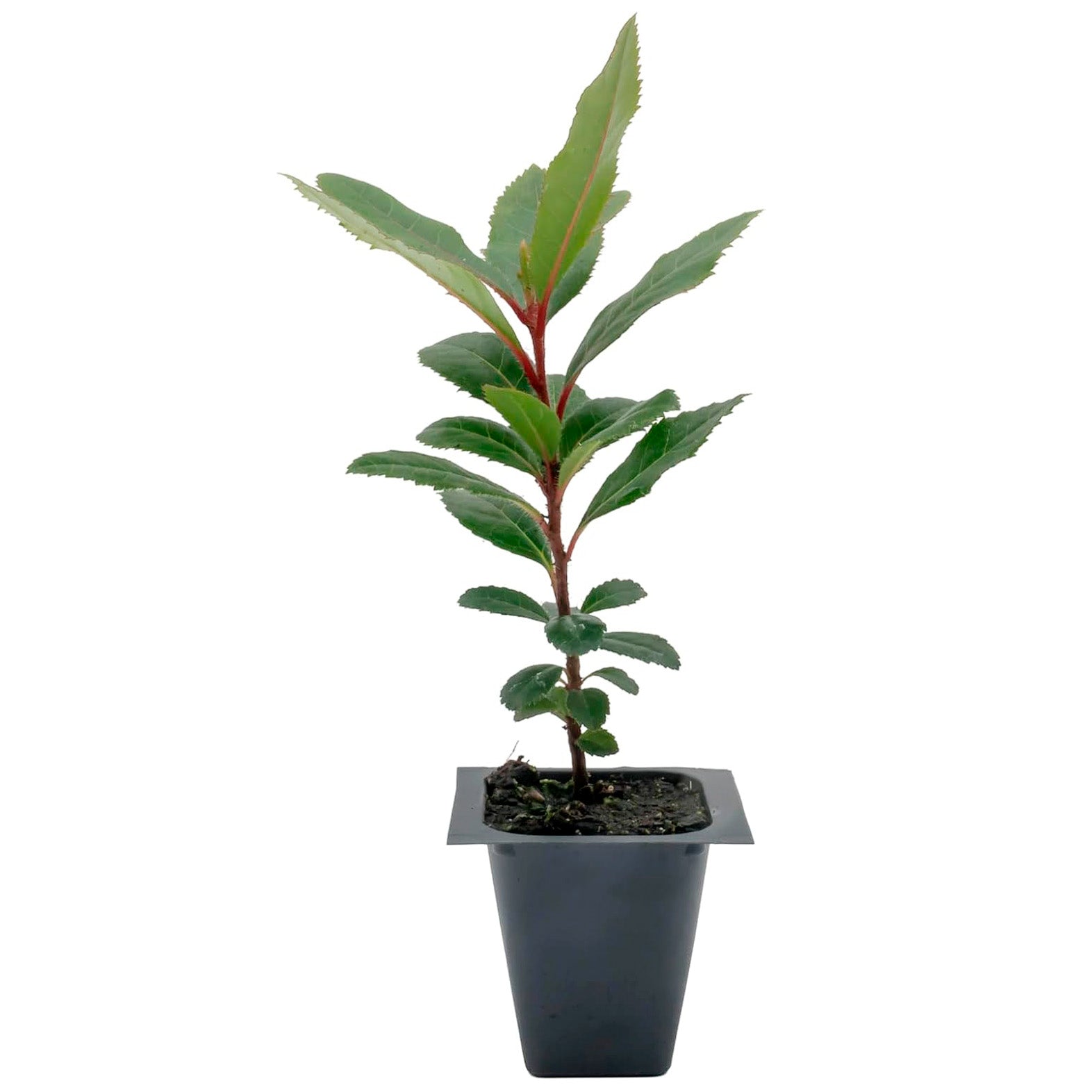 Strawberry Tree | Live Sapling in 2.5 Inch Nursery Cube | Arbutus Uned ...