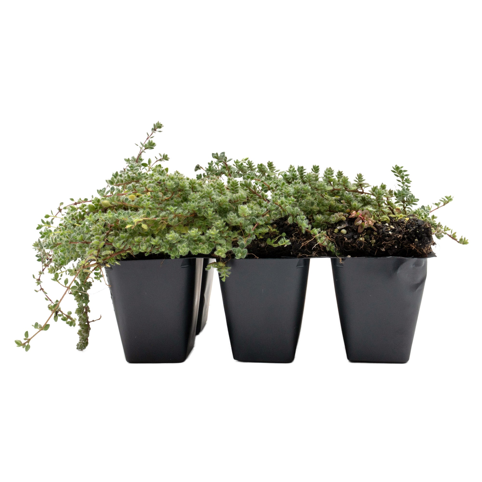 Woolly Thyme in 2.5” Nursery Cubes (Thymus pseudolanuginosus ...