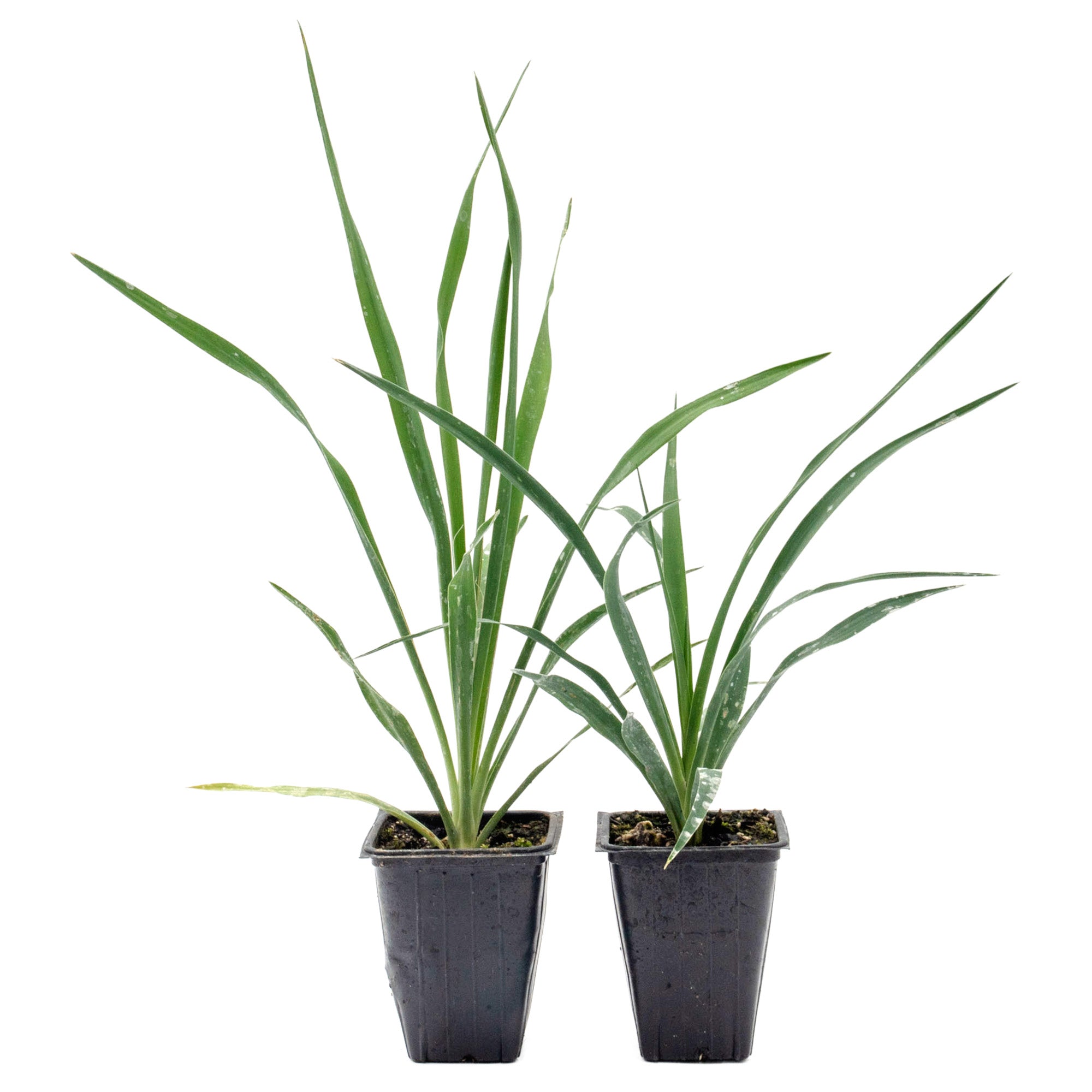 Adam’s Needle Yucca (Yucca filamentosa) in 3.5” Nursery Cubes ...